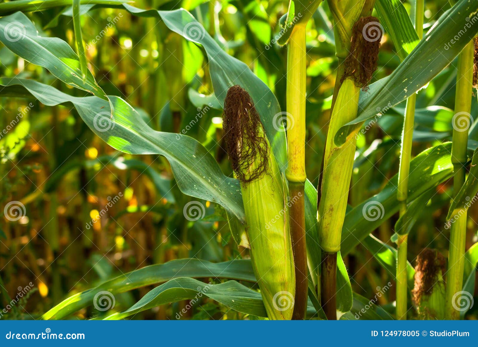 Corn on the Corn Field, Harvest Season Stock Image - Image of leaves ...
