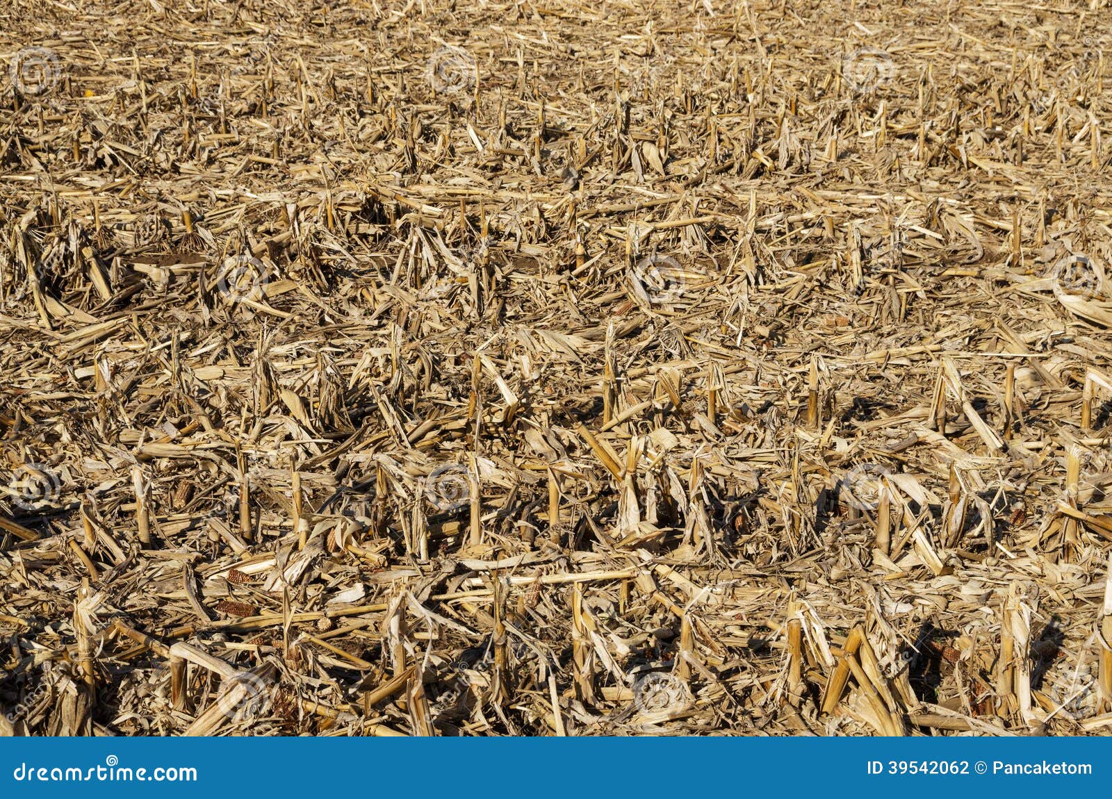 Corn Field after Harvest stock photo. Image of cellulose - 39542062