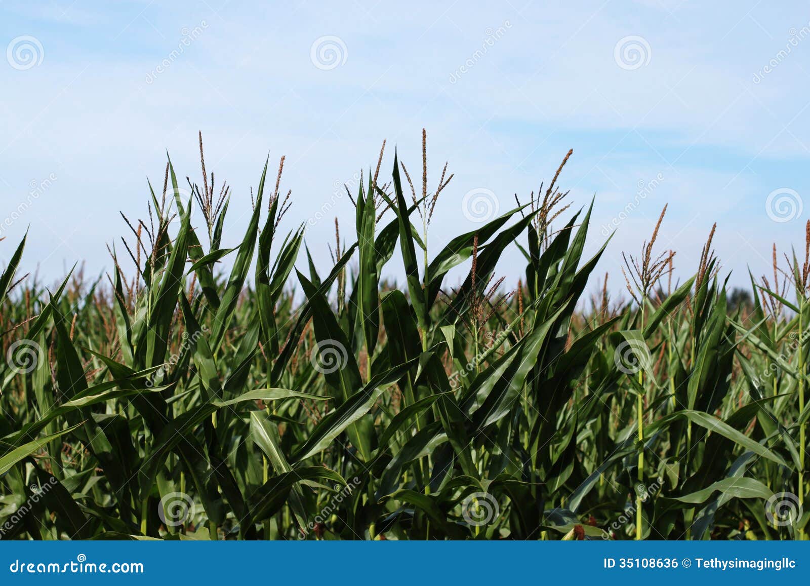 Corn Field at Harvest Time stock photo. Image of factory - 35108636