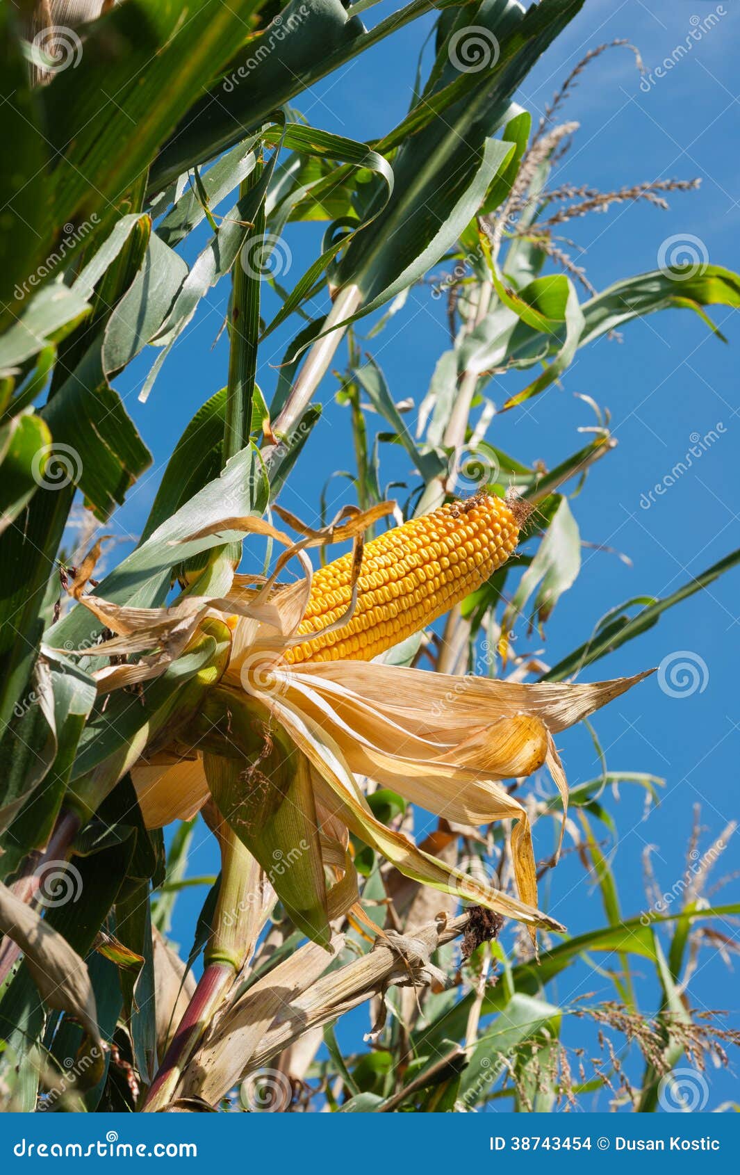 Corn field stock photo. Image of grain, growth, nature - 38743454