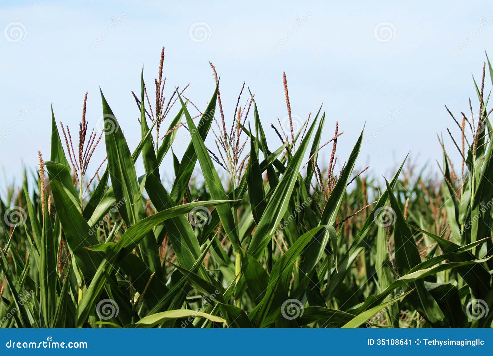 A Corn Field at Harvest Time Stock Image - Image of field, genetic ...