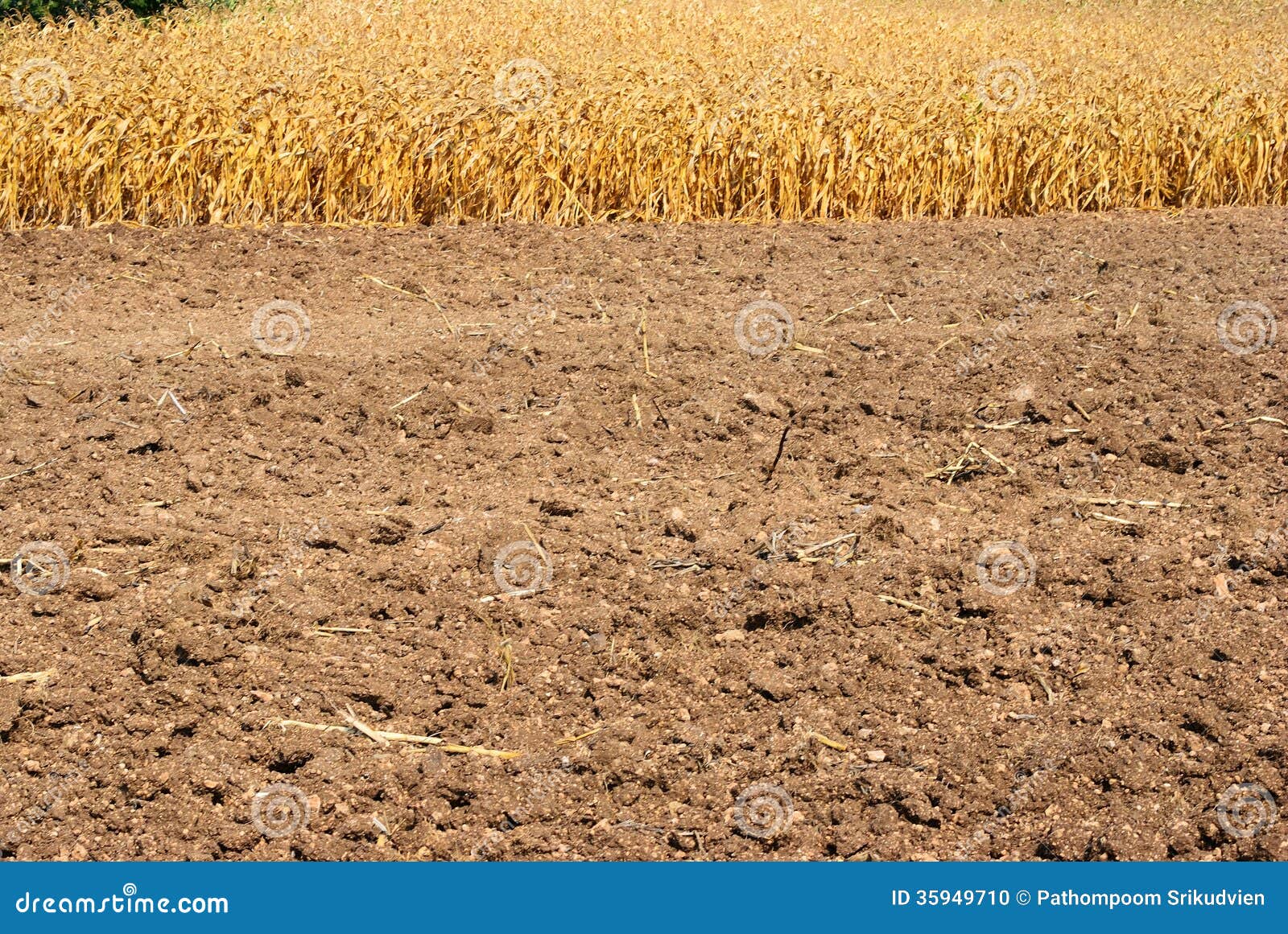 Before and after stock photo. Image of plant, maize, land - 35949710