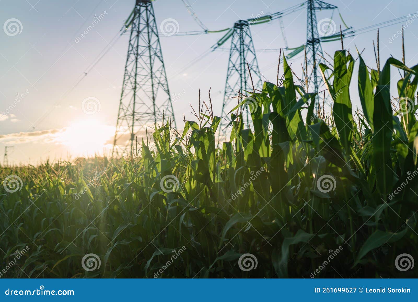 Corn Field with High Voltage Power Line on Background Stock Image ...