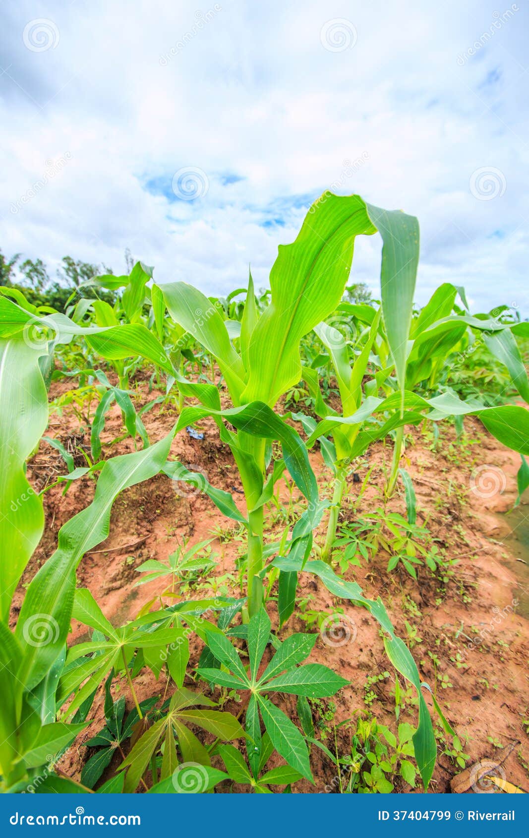 Corn field stock image. Image of growth, farming, green - 37404799