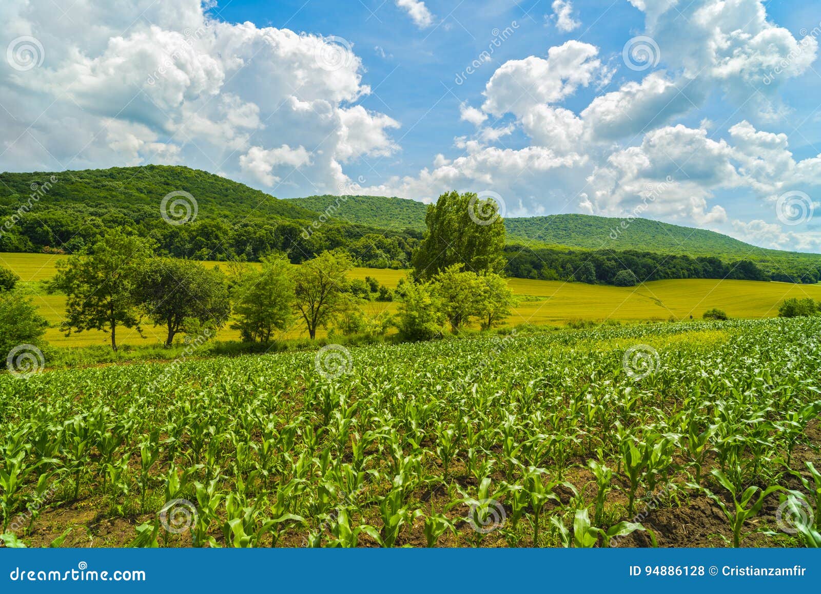Corn field on a hill stock photo. Image of grass, farmland - 94886128