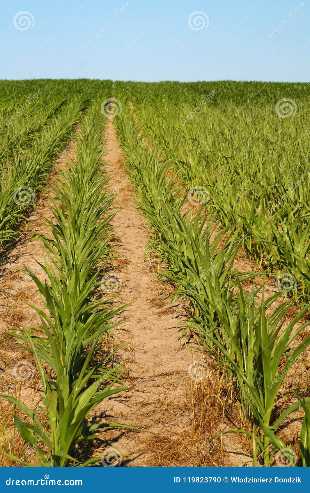 Crops, Hill Covered with Rows of Young Corn Stock Photo - Image of ...