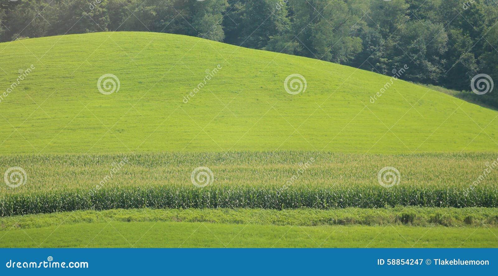 Corn field and hills stock image. Image of seasonal, agriculture - 58854247