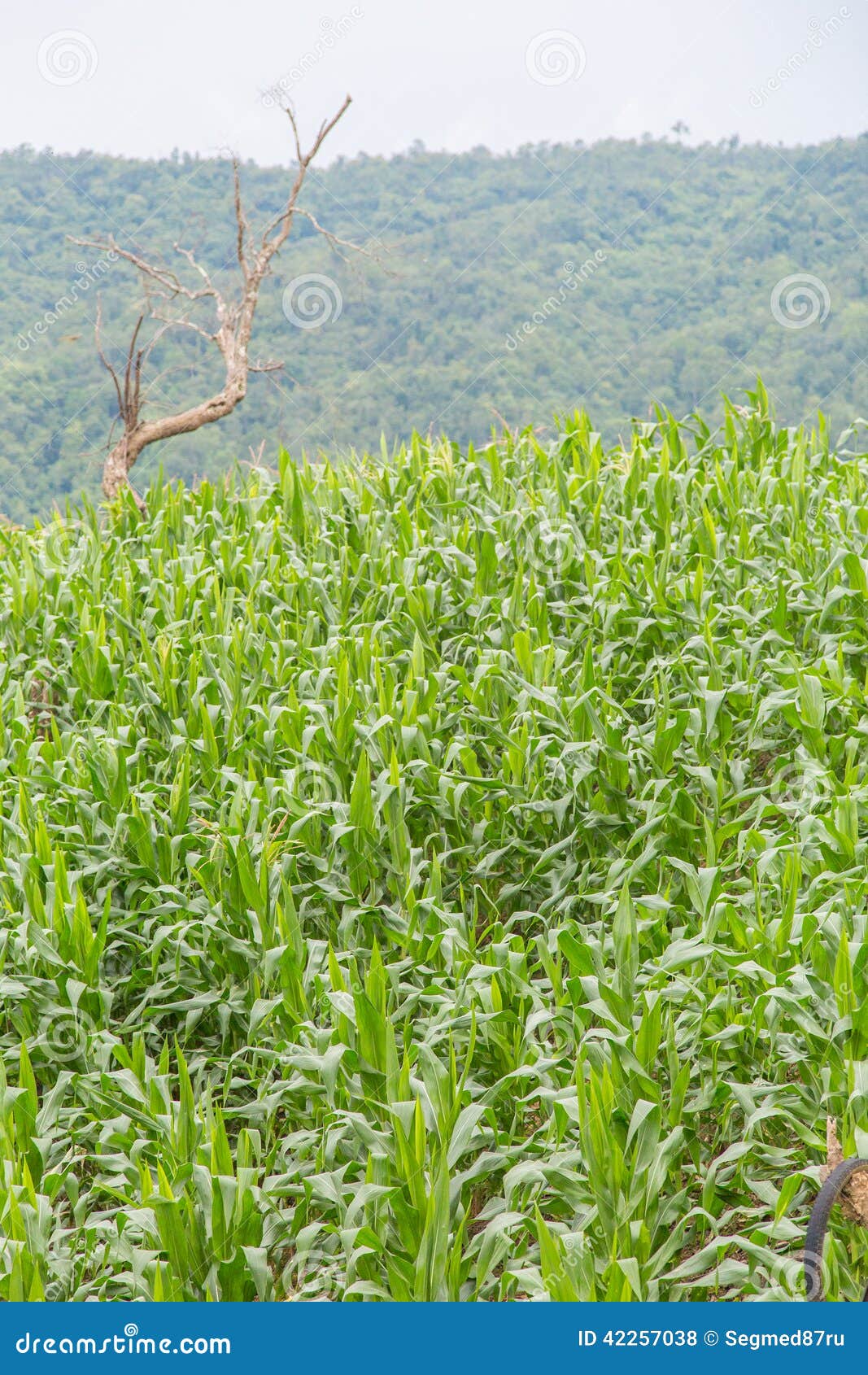 Corn field in the hills stock photo. Image of light, growth - 42257038