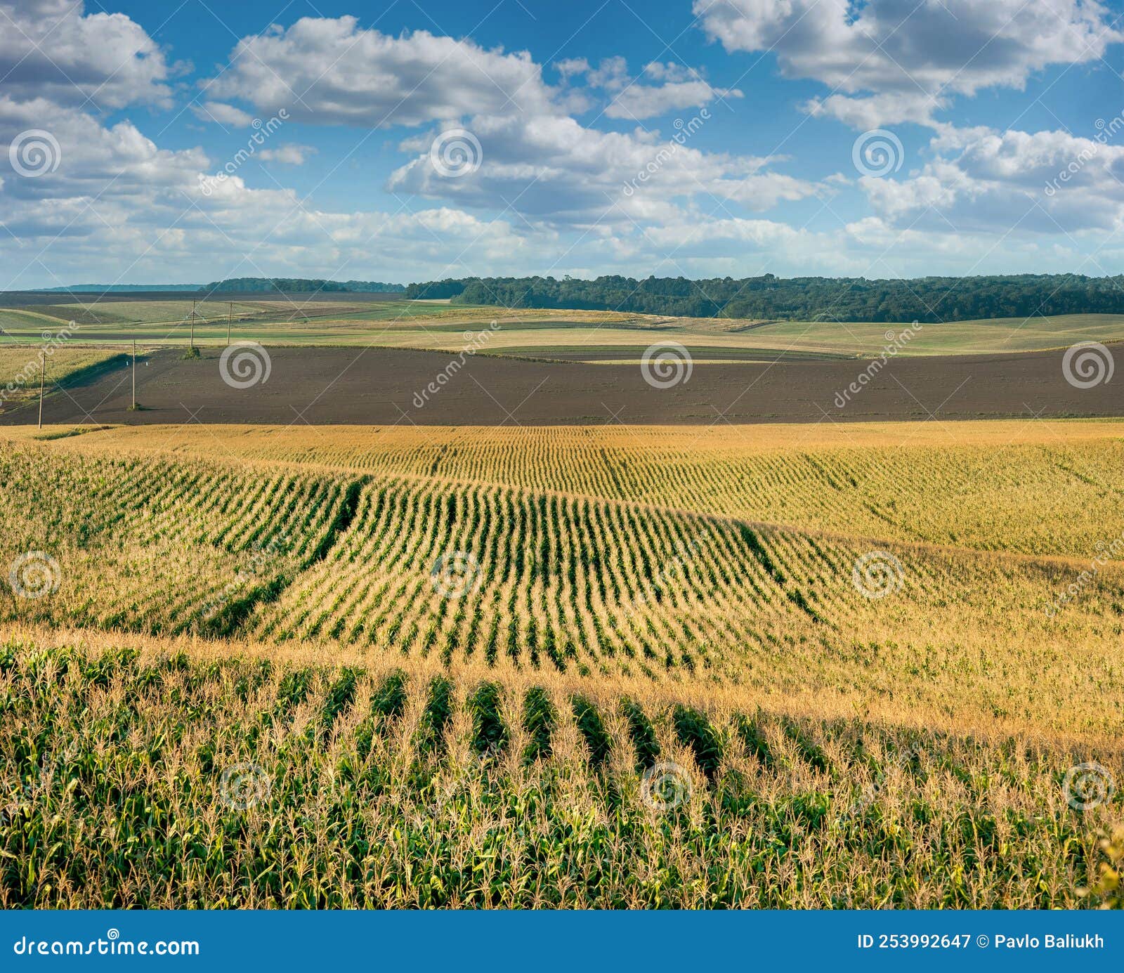 Corn Field on Hills Under Late Summer , Lines of Rows Stock Image ...