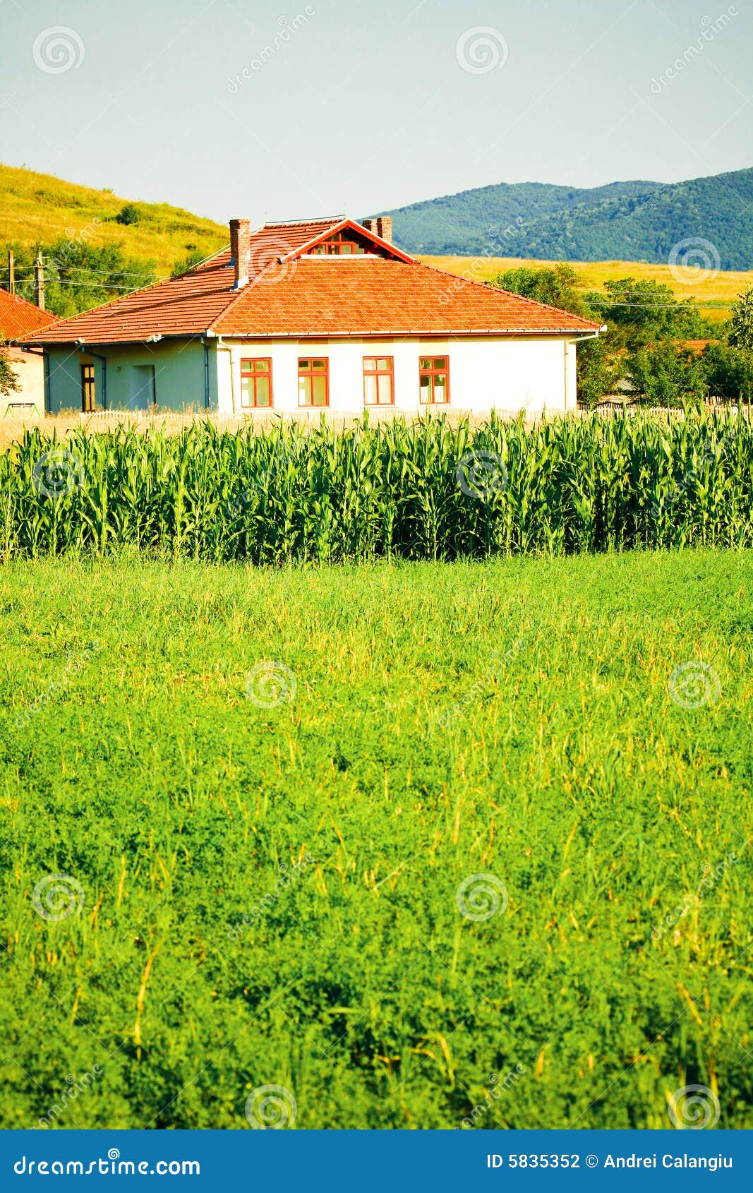 Corn field house stock photo. Image of agrarian, fuel - 5835352