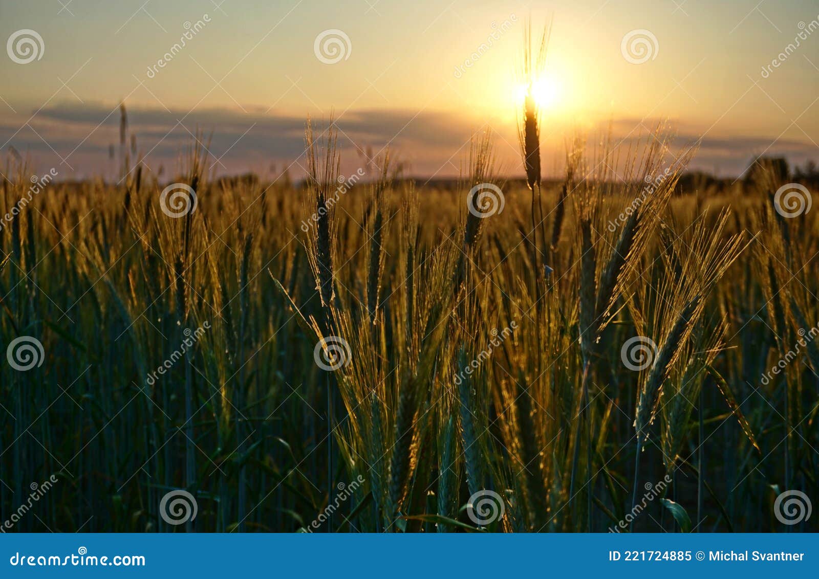 Corn Field Illuminated by Evening Sun at Sunset - Closeup View from ...