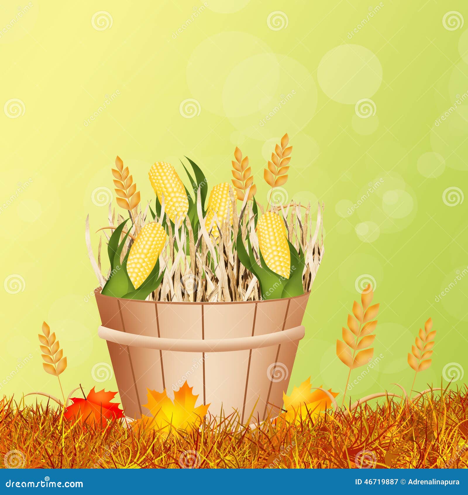 Corn in the field stock illustration. Illustration of leaf - 46719887