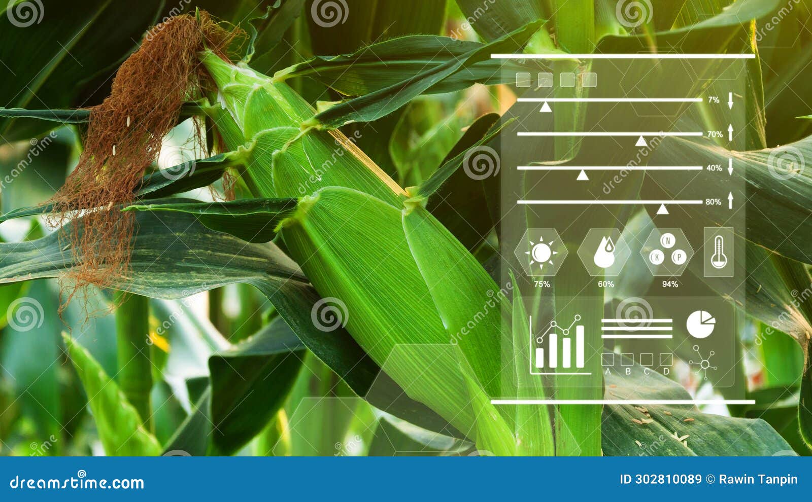 Corn Field with Infographics Smart Farming and Precision Agriculture 4. ...