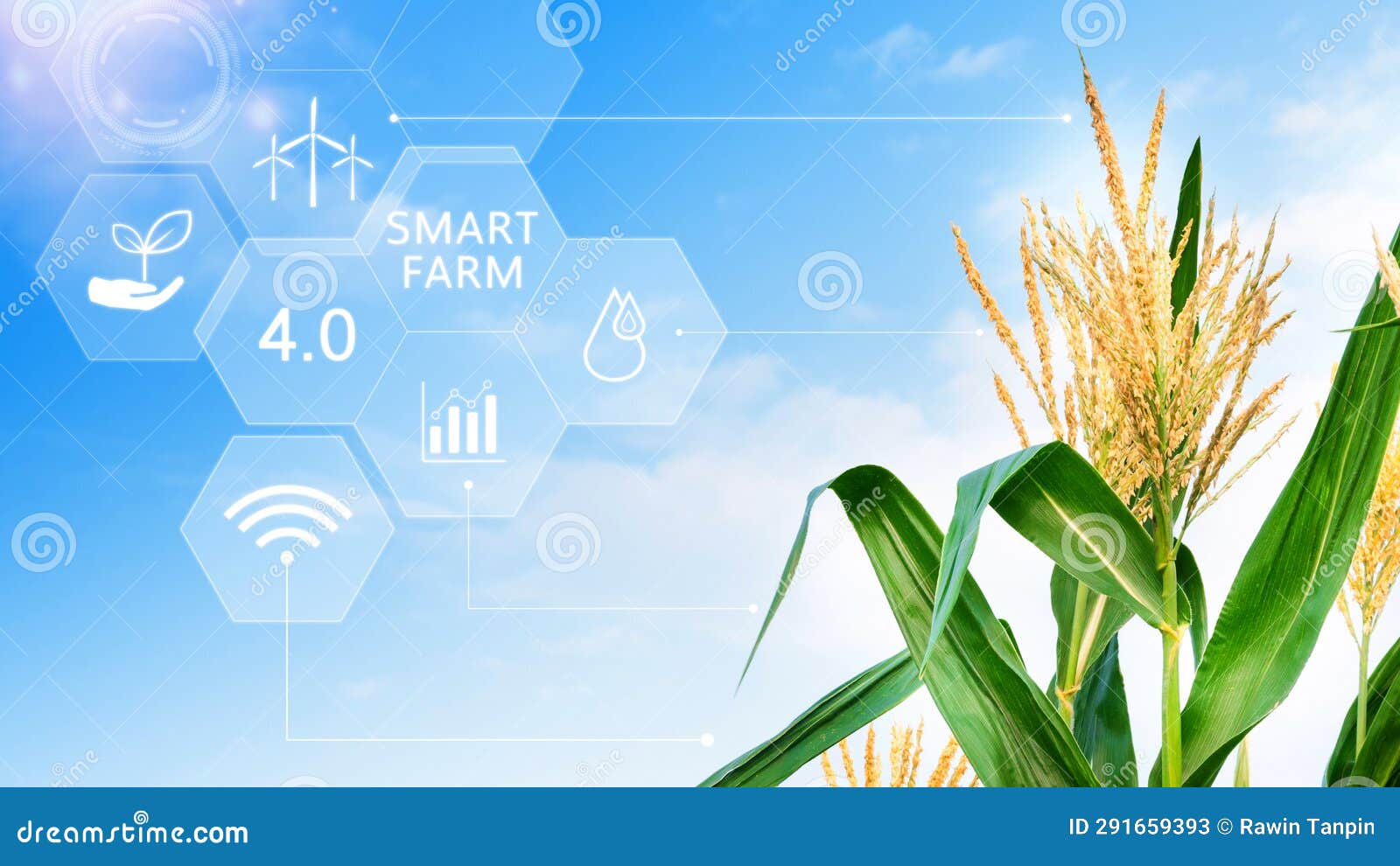 Corn Field with Infographics Smart Farming and Precision Agriculture 4. ...