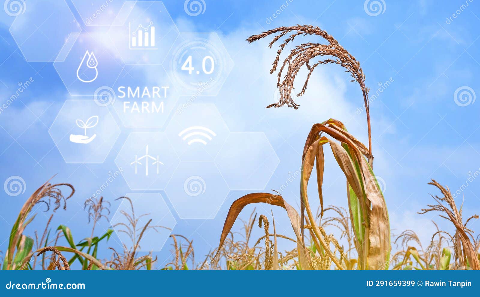 Corn Field with Infographics Smart Farming and Precision Agriculture 4. ...