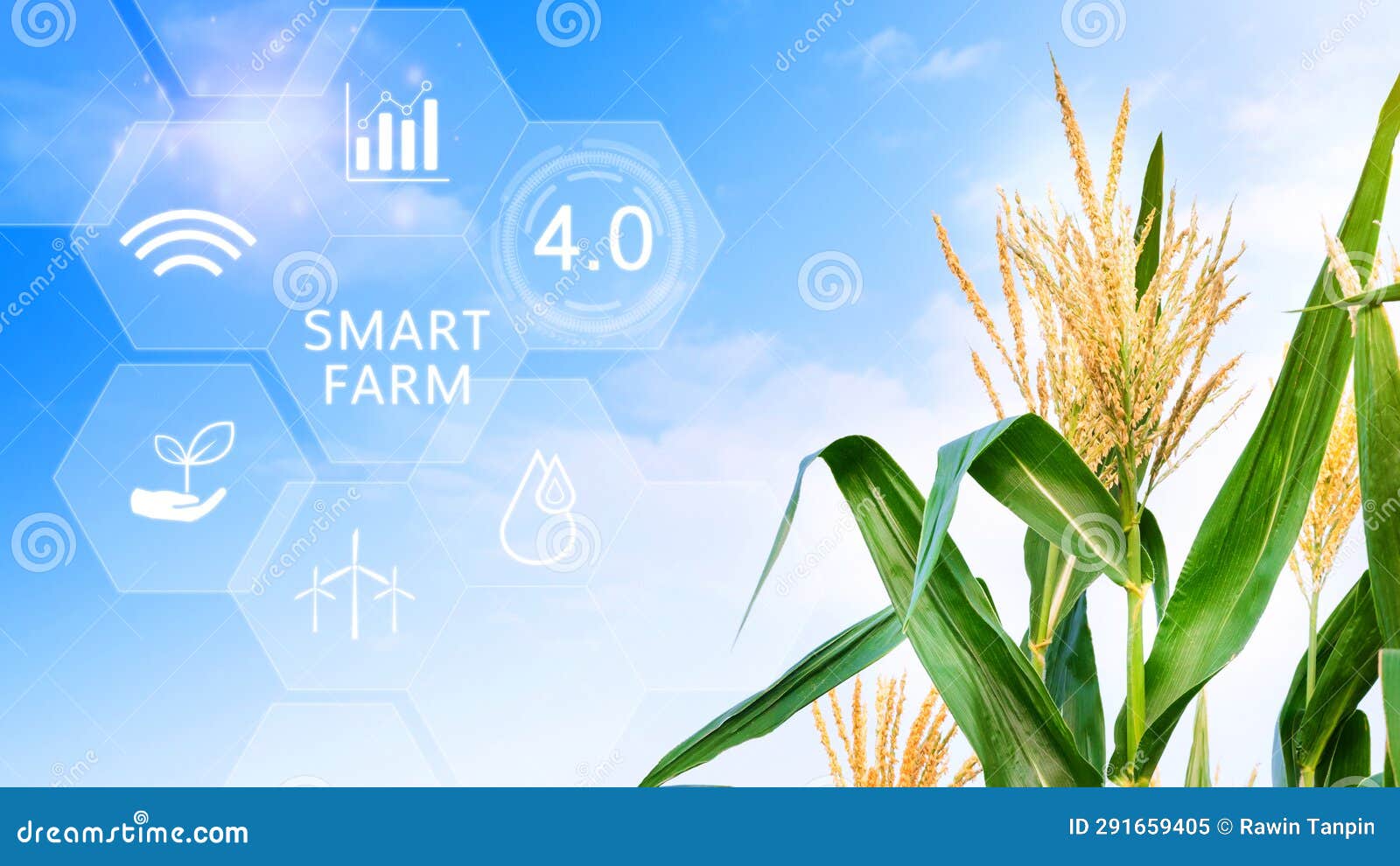 Corn Field with Infographics Smart Farming and Precision Agriculture 4. ...