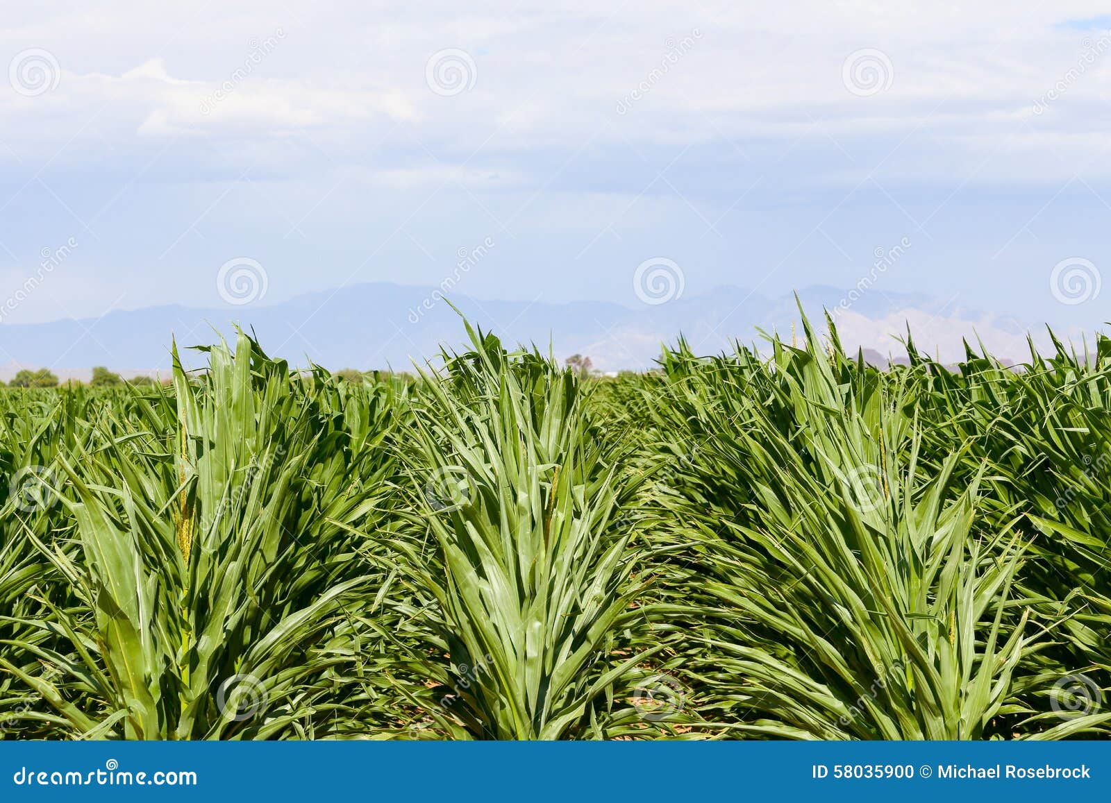 Corn field stock photo. Image of field, harvest, monocropping - 58035900