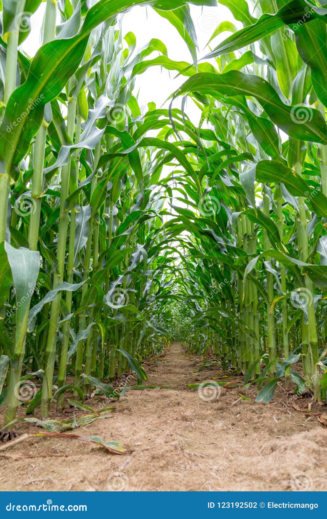 Corn field inside stock photo. Image of cereal, summer - 123192502
