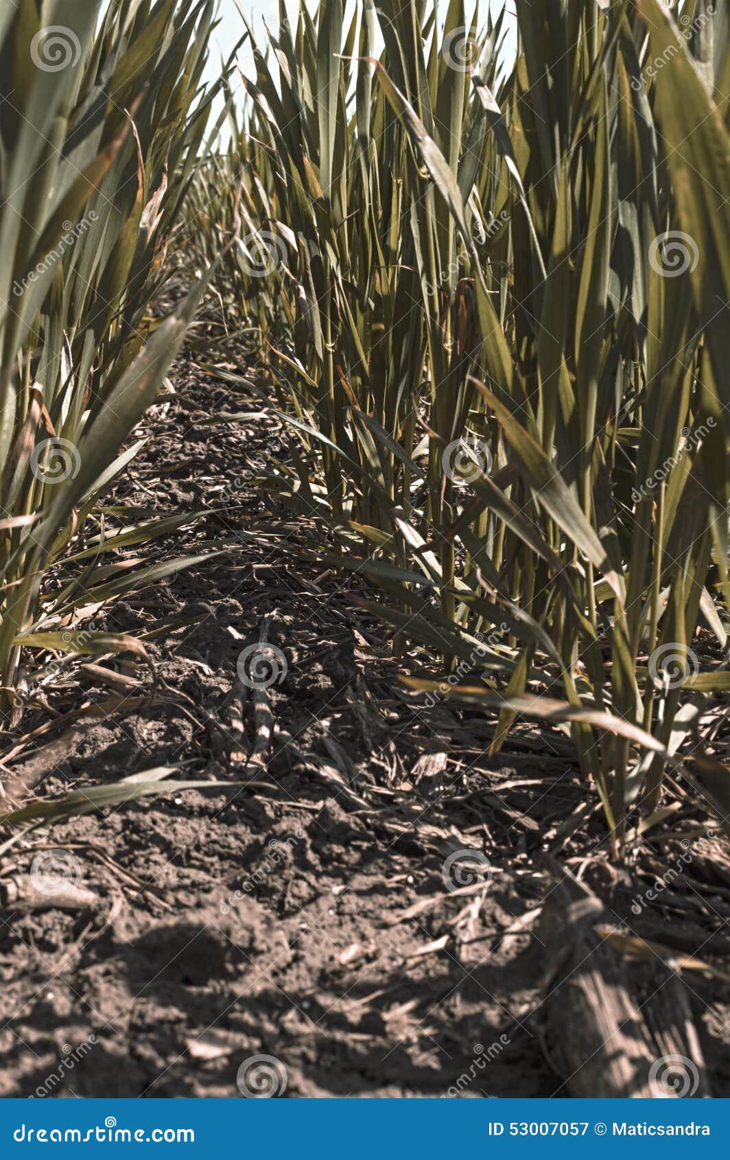 Corn field stock image. Image of cultivation, field, fresh - 53007057