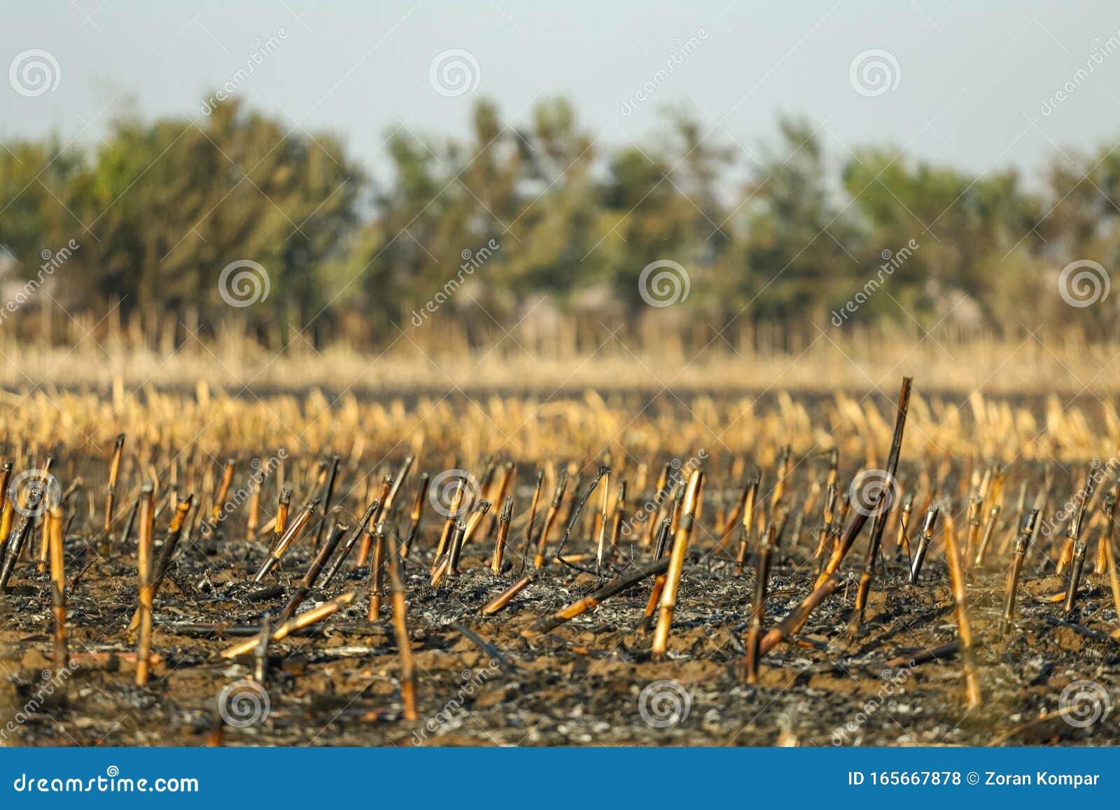 Corn Field after Irresponsibly Burnt , Destroyed and Turned To Ashes ...