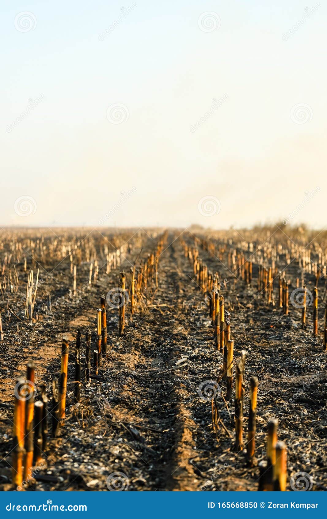 Corn Field after Irresponsibly Burnt , Destroyed and Turned To Ashes ...