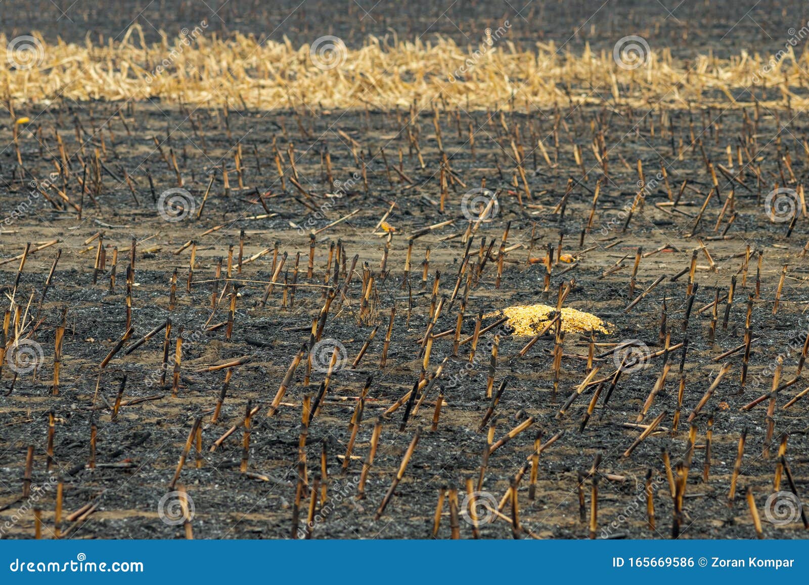 Corn Field after Irresponsibly Burnt , Destroyed and Turned To Ashes ...
