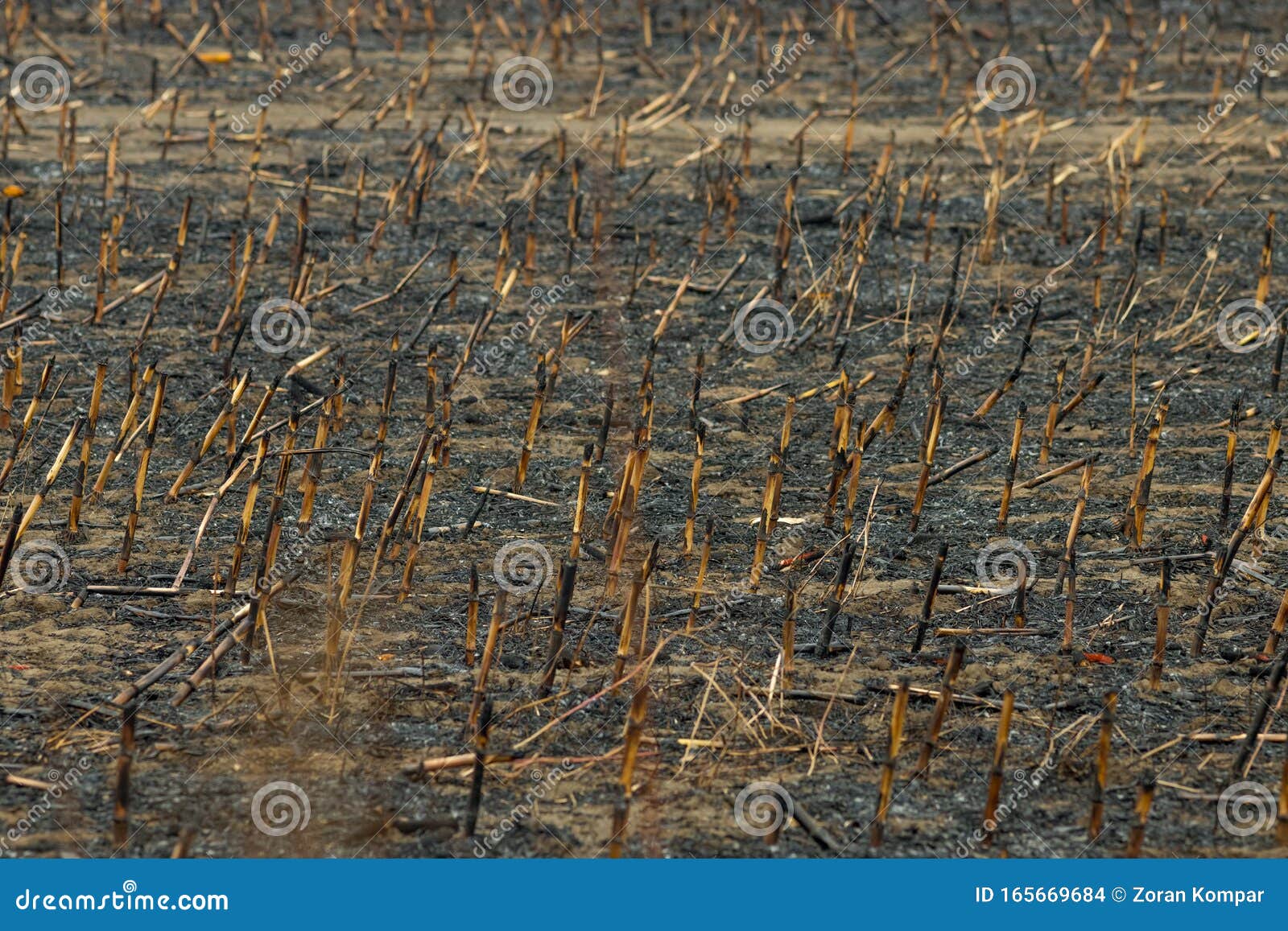Corn Field after Irresponsibly Burnt , Destroyed and Turned To Ashes ...