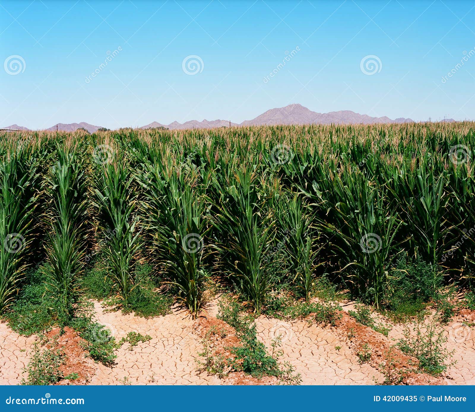 Corn field stock image. Image of corn, landscape, growth - 42009435