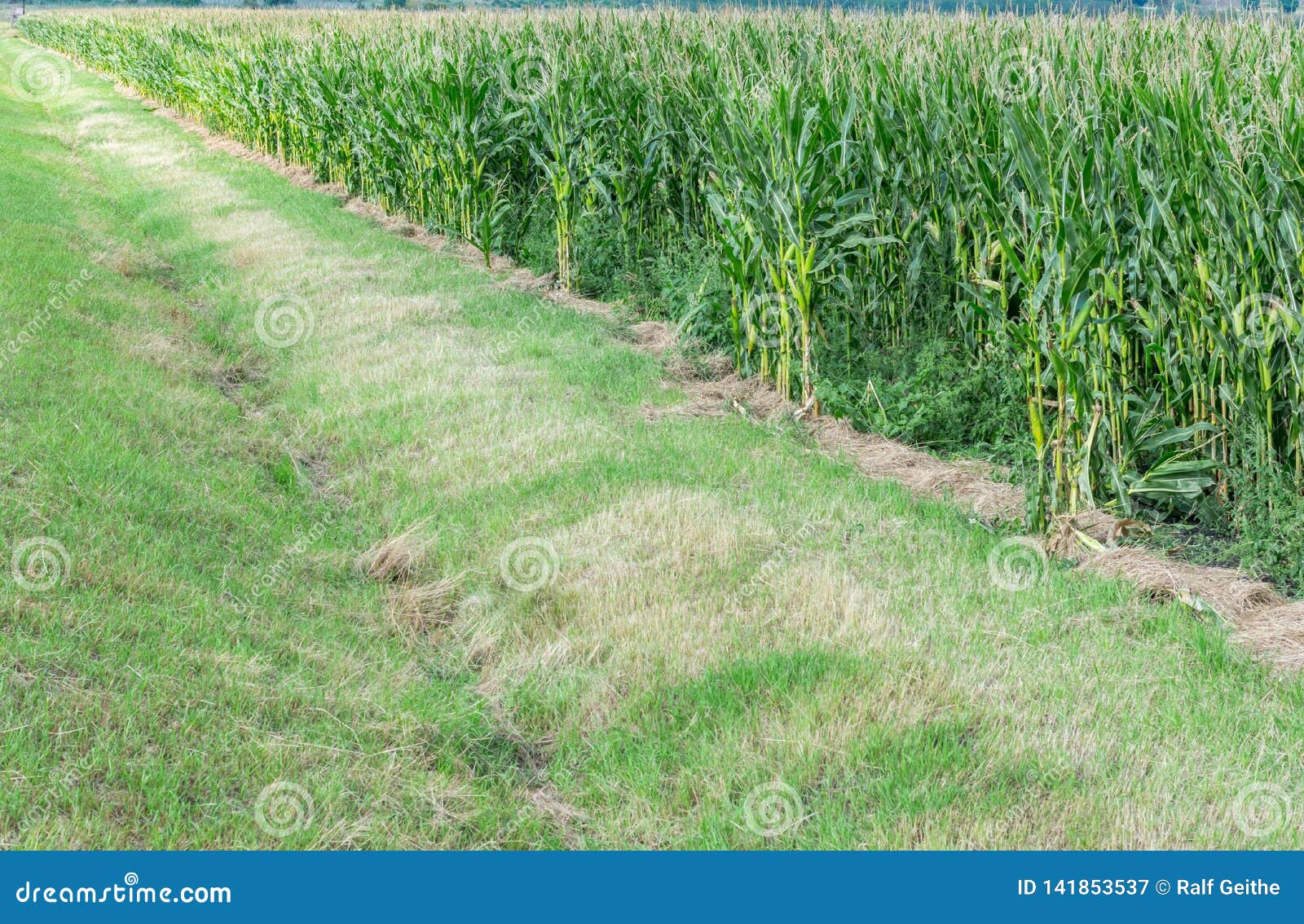Corn Field with Irrigation Ditch Stock Image - Image of maize, animal ...
