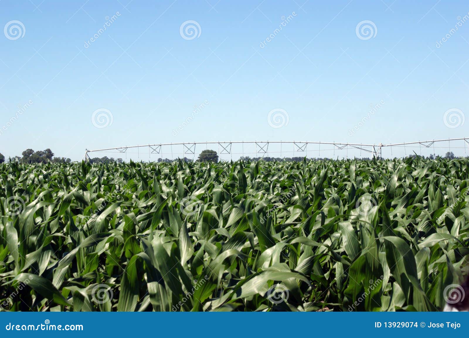 A Corn Field with Irrigation System Stock Photo - Image of plant, grain ...