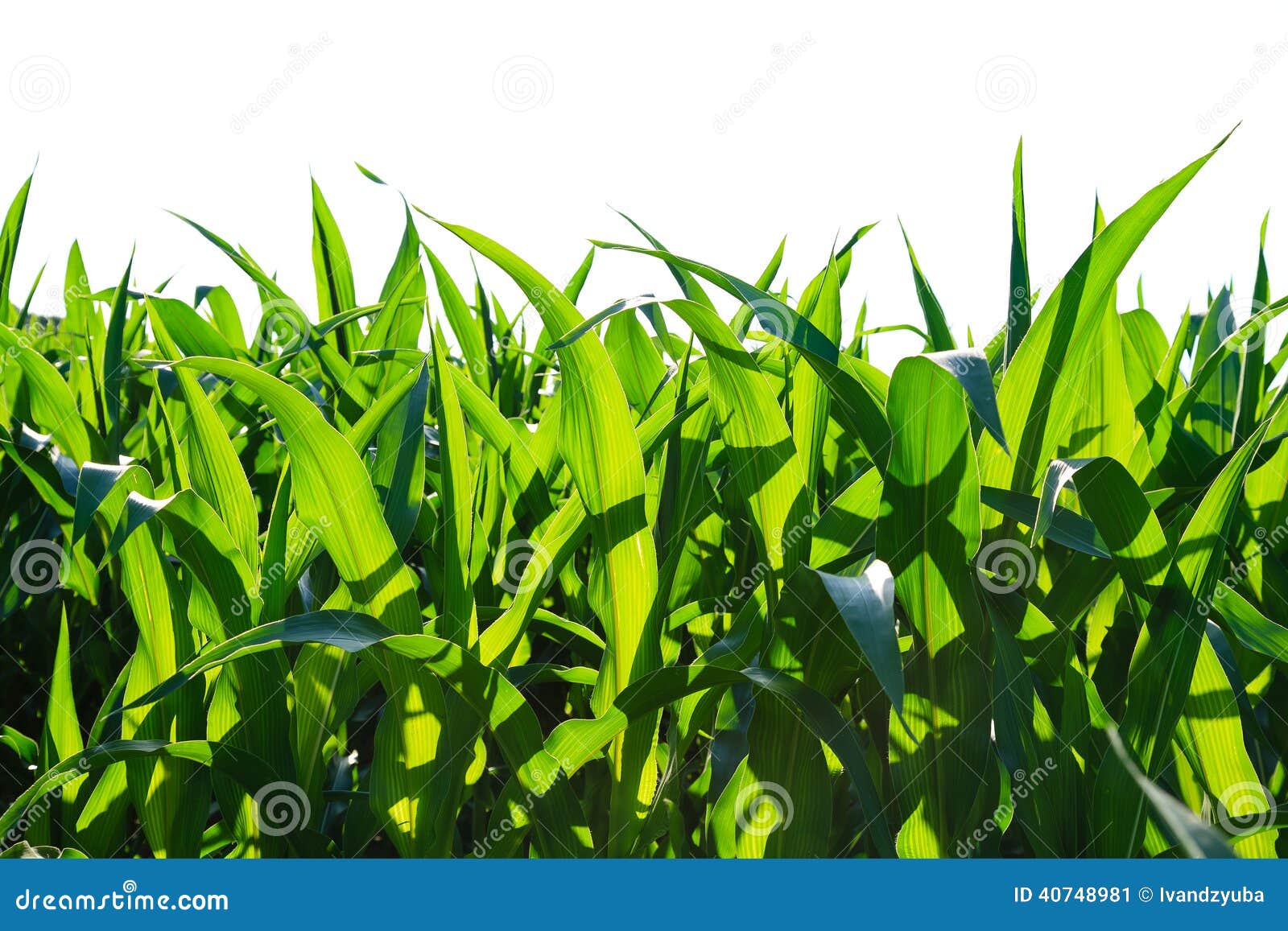 Corn field isolated stock image. Image of corn, cultivated - 40748981