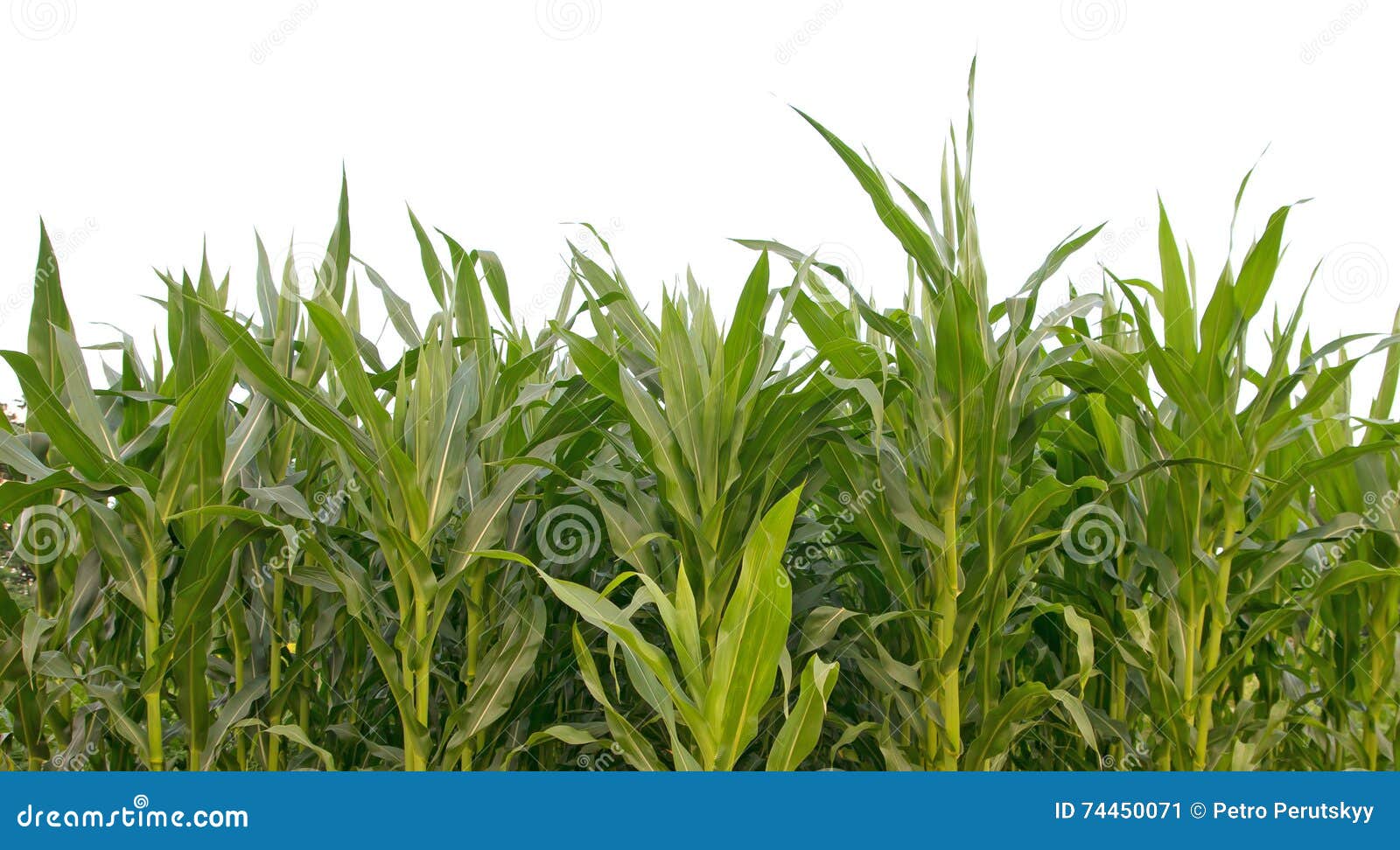 Corn field isolated stock image. Image of season, landscape - 74450071