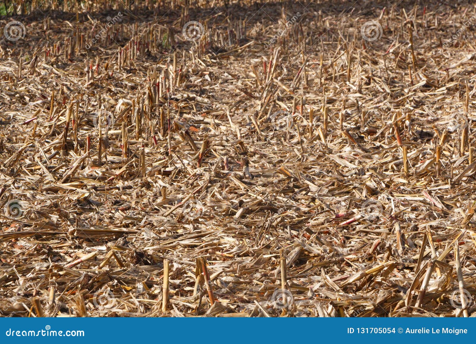 Corn Field Just after the Harvest Stock Photo - Image of brittany ...