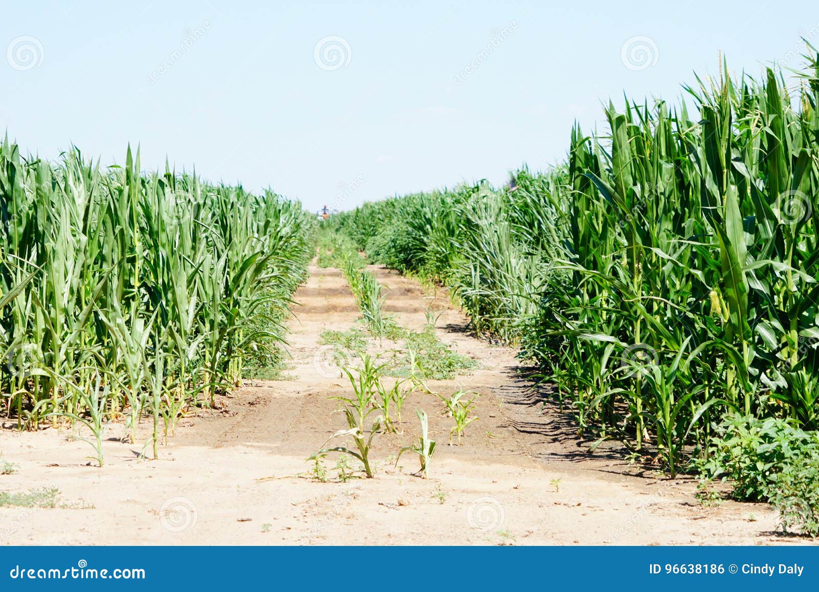 A Corn Field in Kansas with a Tractor Trail Stock Photo - Image of food ...