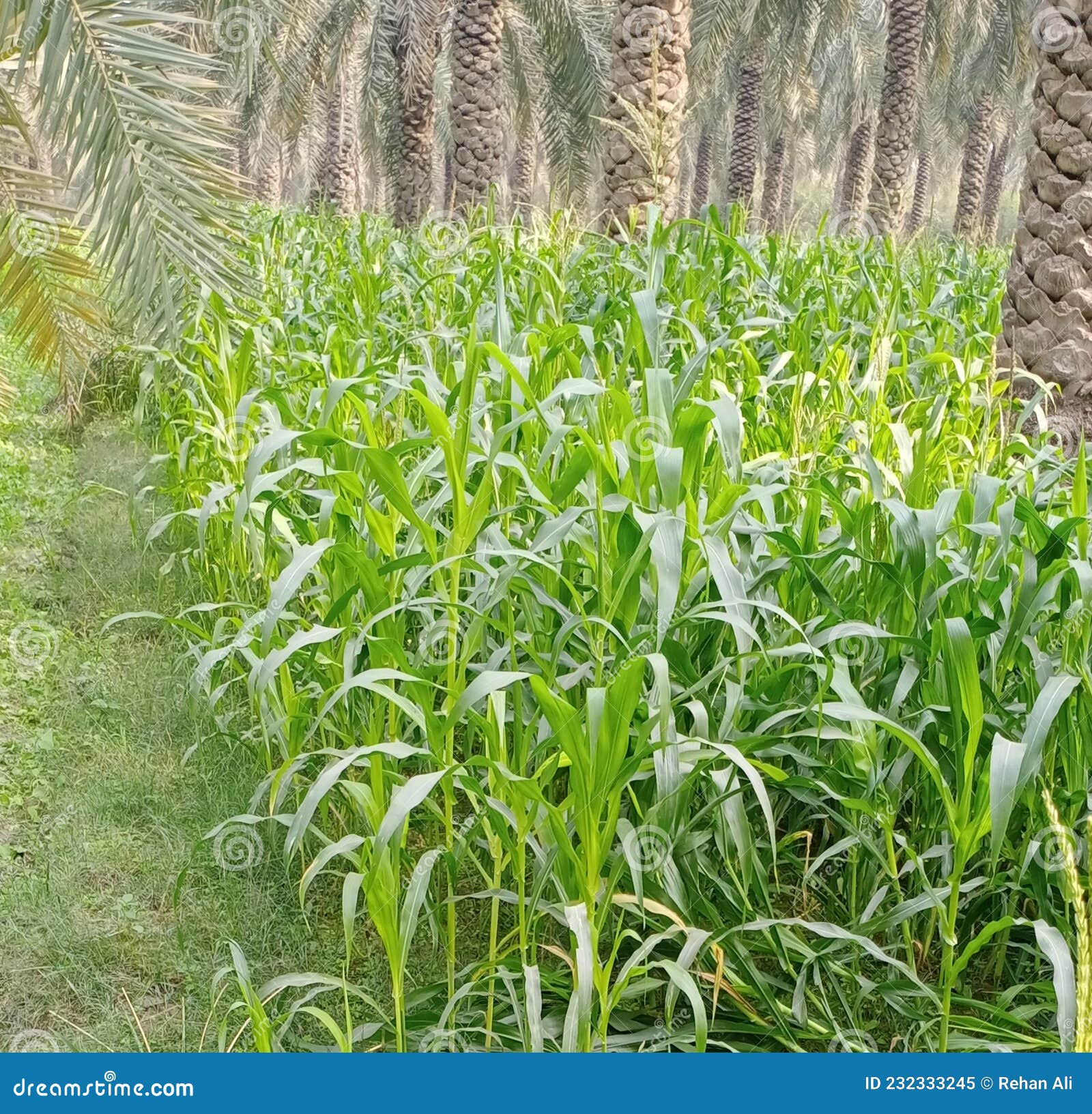 Khan Pakistan Food Soil Stock Photos - Free & Royalty-Free Stock Photos ...