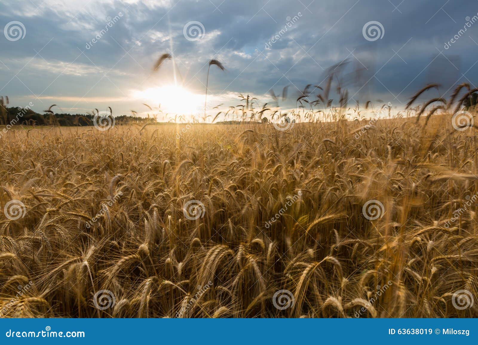 Corn field landscape stock image. Image of growth, bright - 63638019