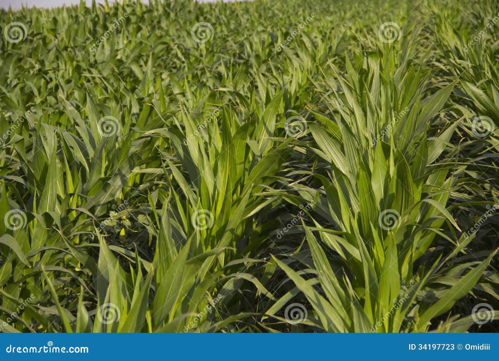 Corn field stock image. Image of cool, horizontal, flora - 34197723