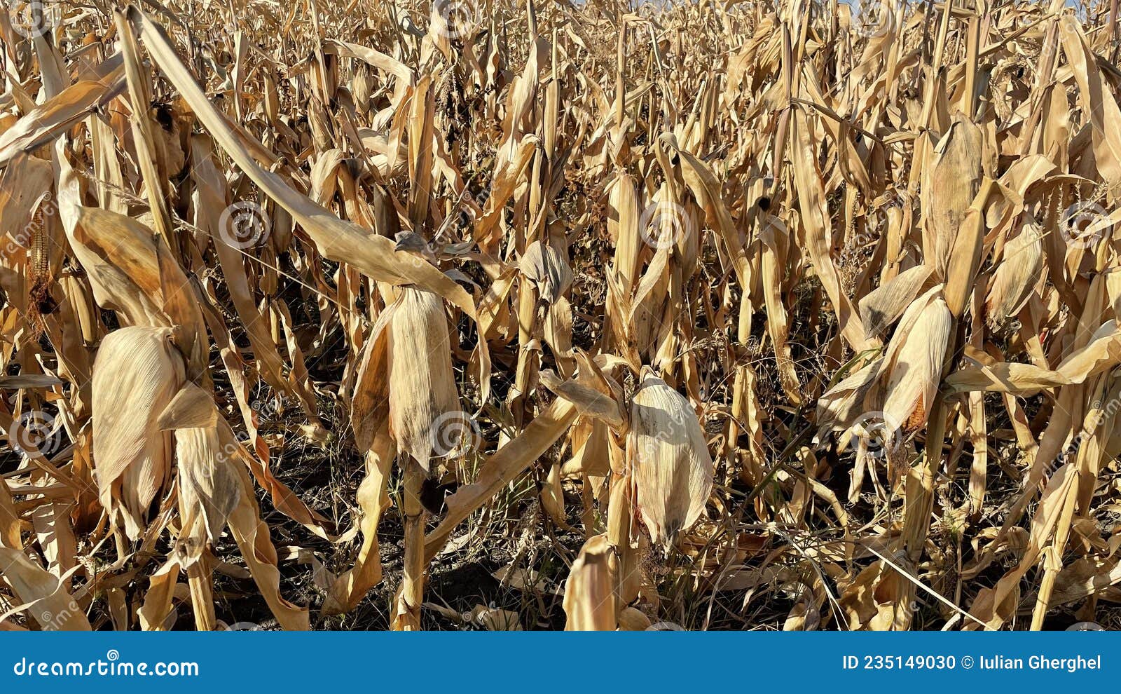 Corn Field stock photo. Image of healthy, autumn, bright - 235149030