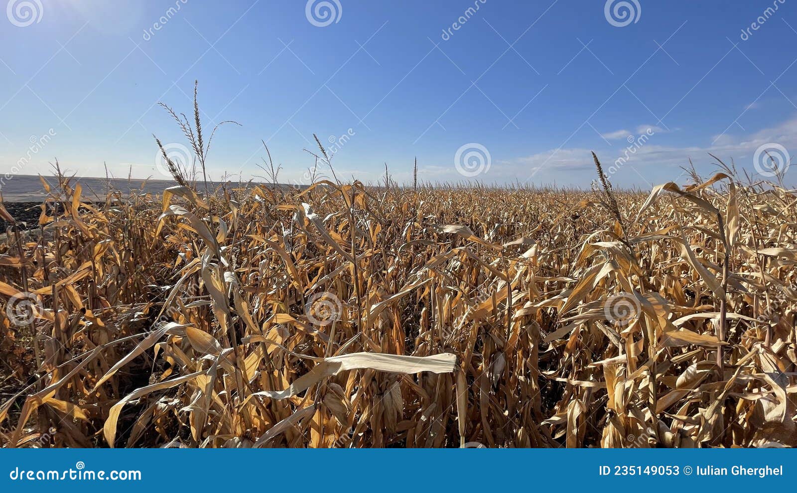 Corn Field stock image. Image of food, countryside, fresh - 235149053