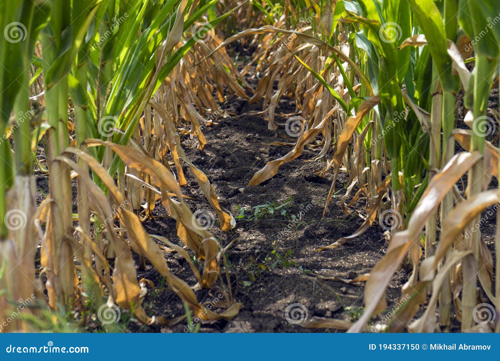 Corn Field in Late Summer in a Horizontal Plane Stock Photo - Image of ...