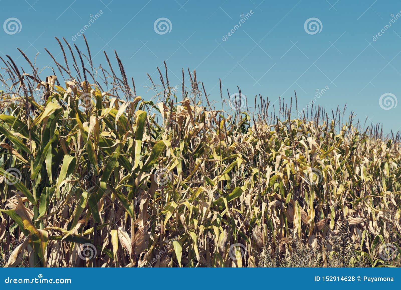 Corn Field in Late Summer with Ripe Maize Stock Photo - Image of ...