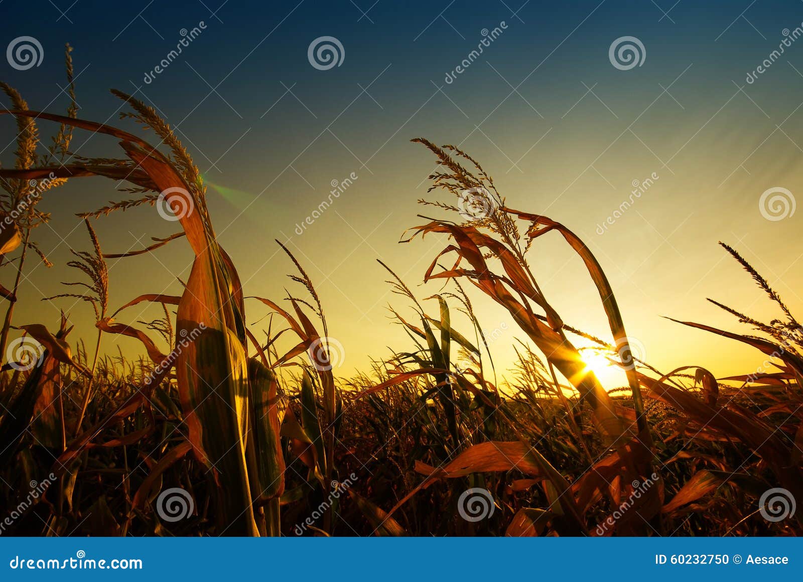 Corn field stock photo. Image of sunset, evening, leaf - 60232750