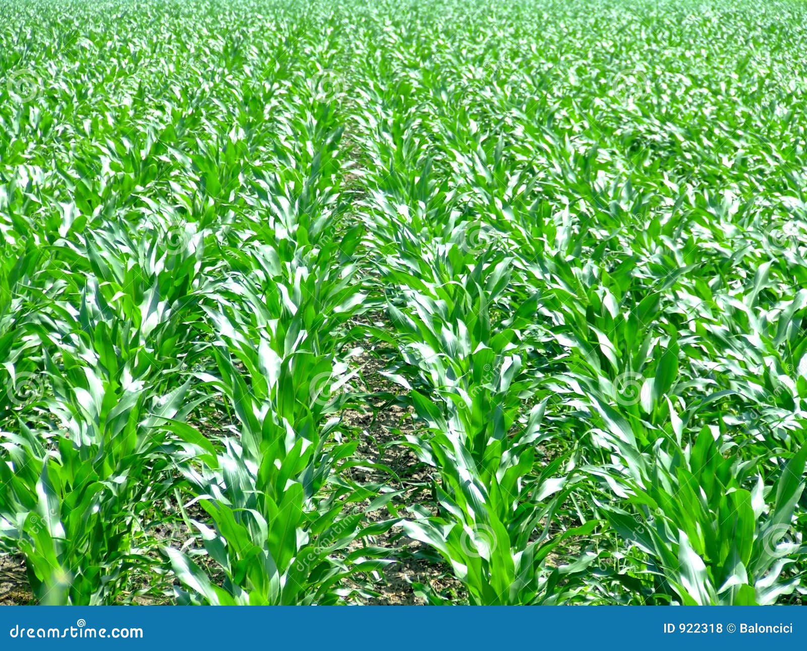 Corn field lines stock photo. Image of victual, agriculture - 922318