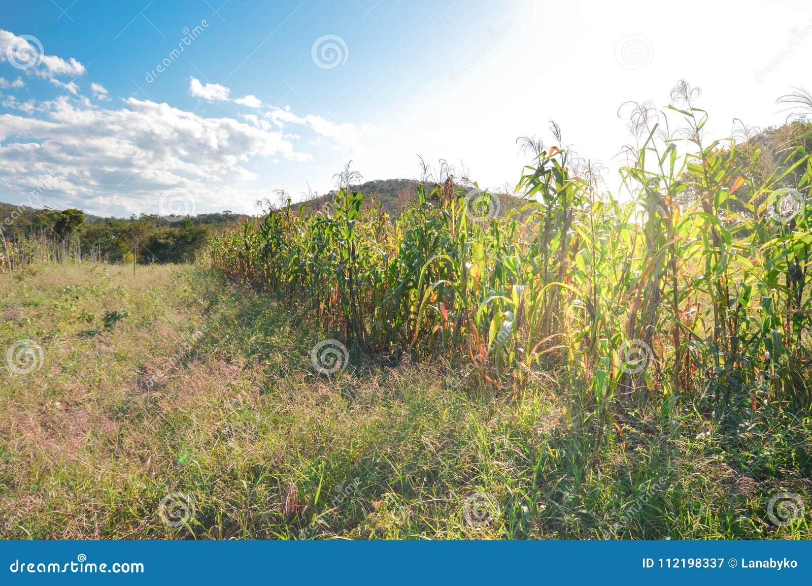 Corn Field Lit by the Sunlight Near San Ignacio, Belize Stock Image ...