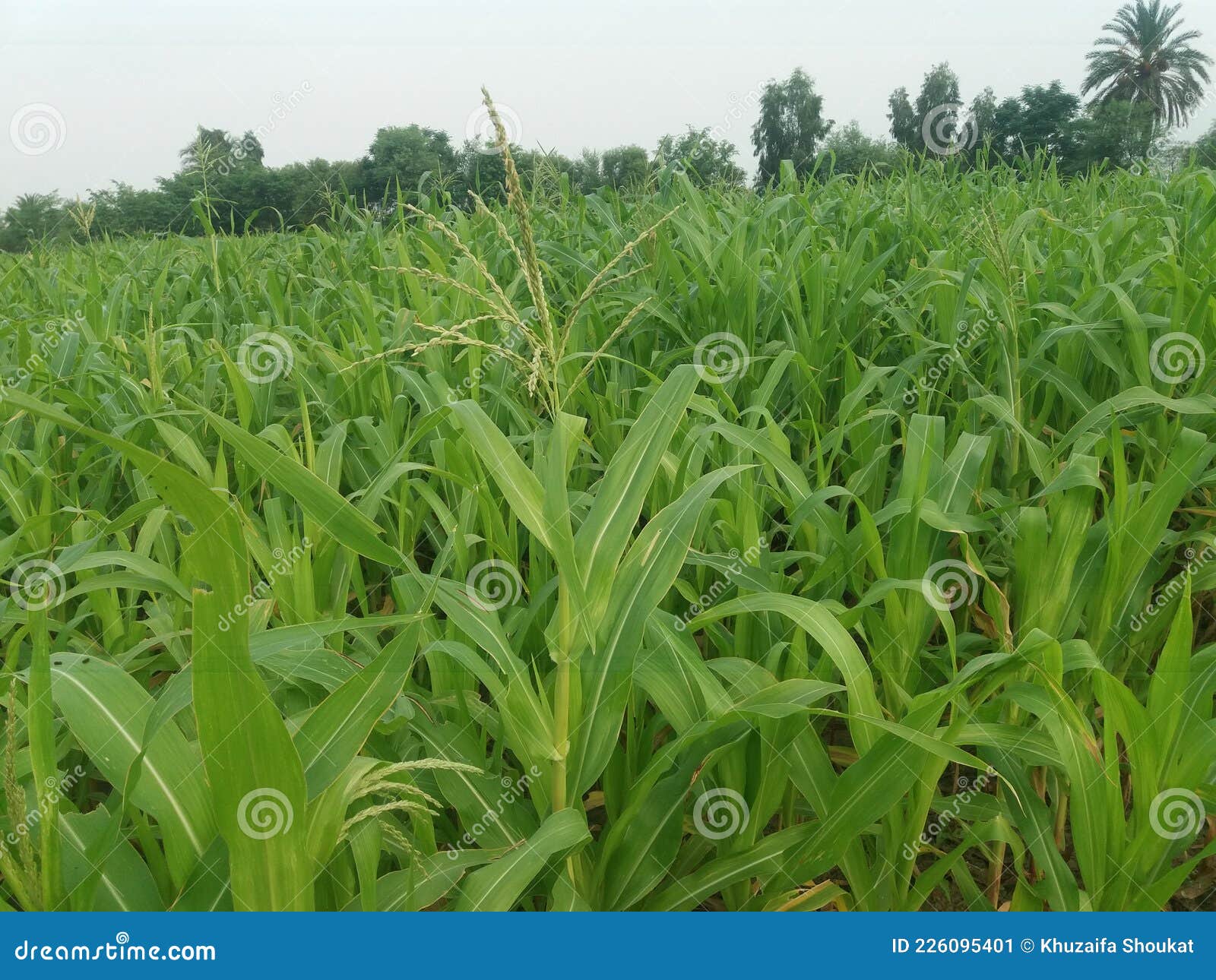 Corn Field Look Great View Kpk Stock Image - Image of lawn, meadow ...
