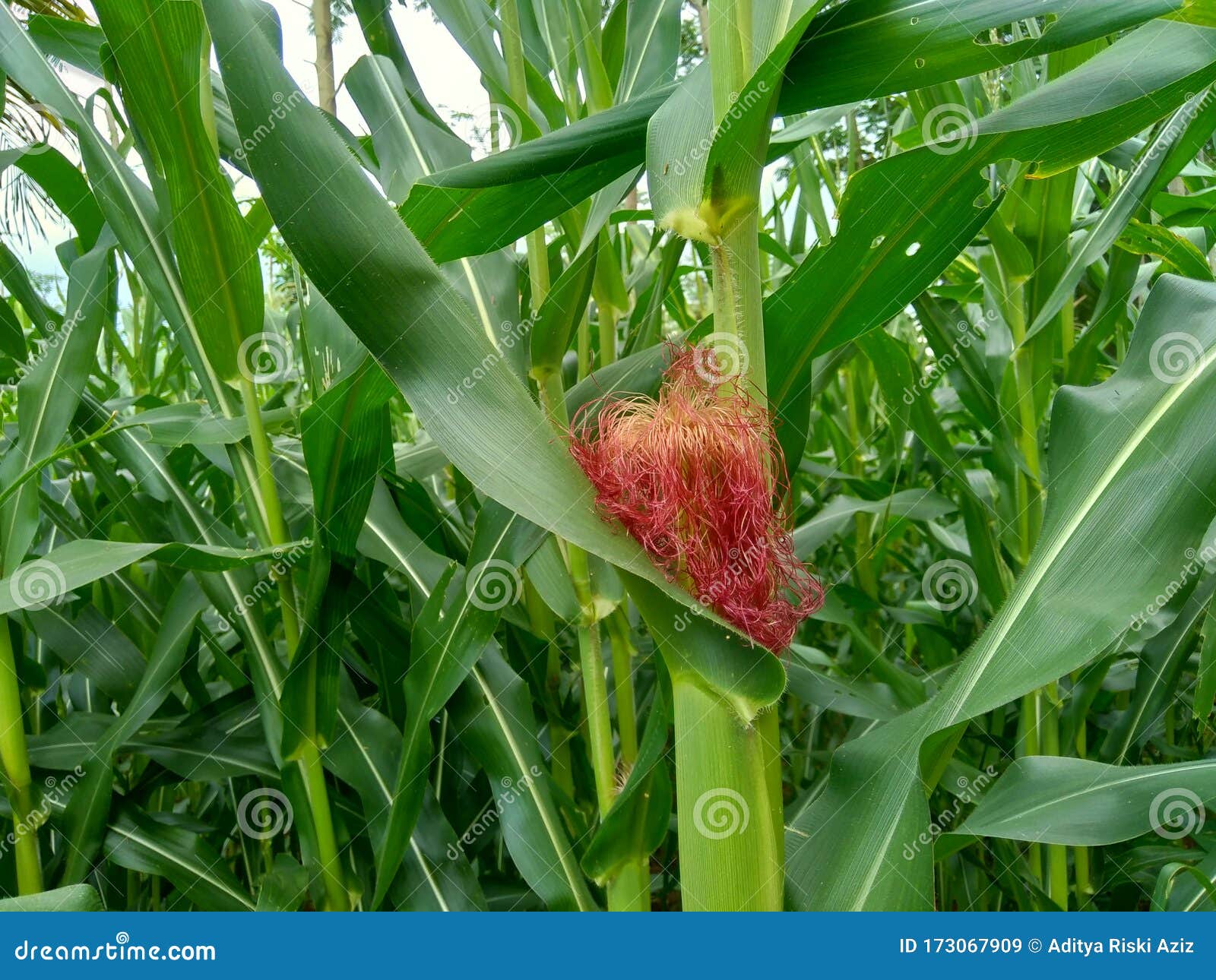 Corn Field Maize, Zea Mays Ssp. Mays in Garden Stock Image - Image of ...