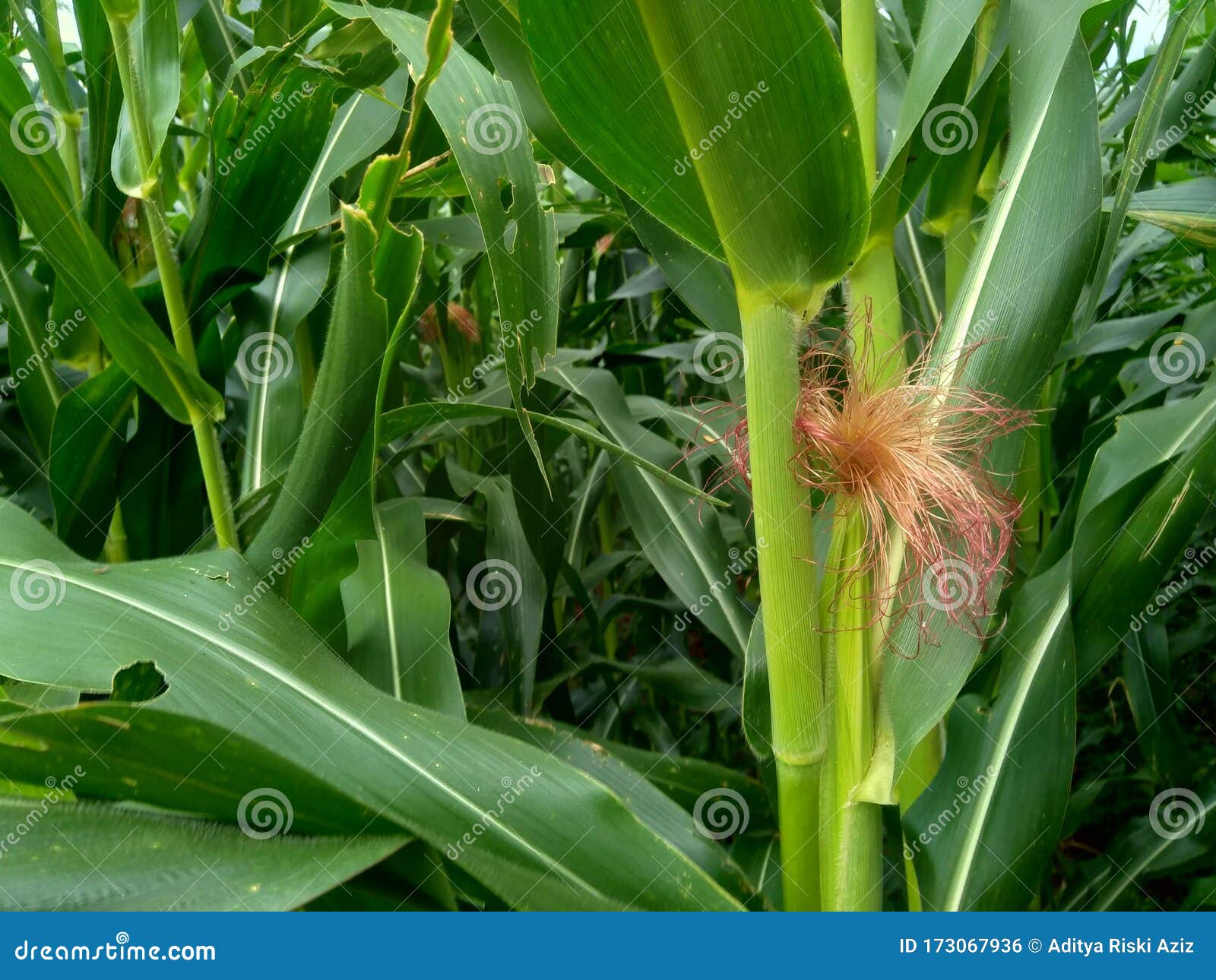 Corn Field Maize, Zea Mays Ssp. Mays in Garden Stock Photo - Image of ...