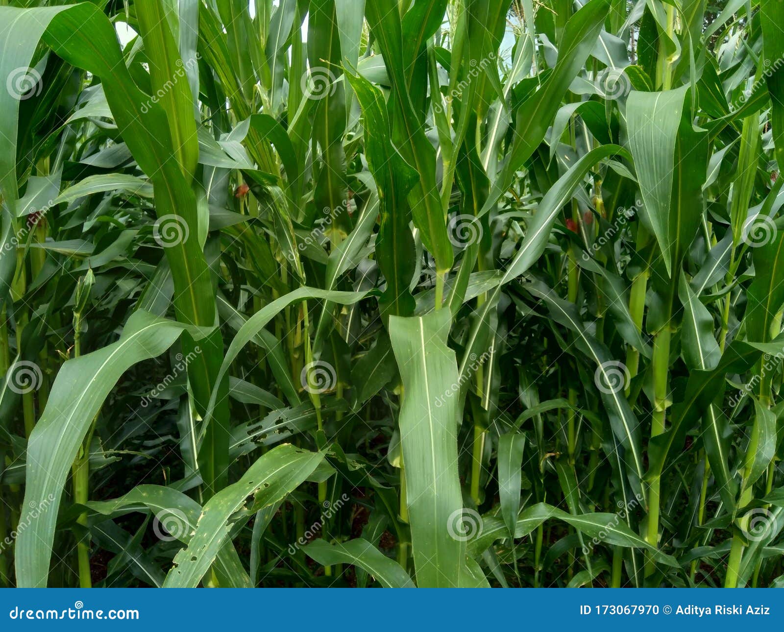 Corn Field Maize, Zea Mays Ssp. Mays in Garden Stock Photo - Image of ...