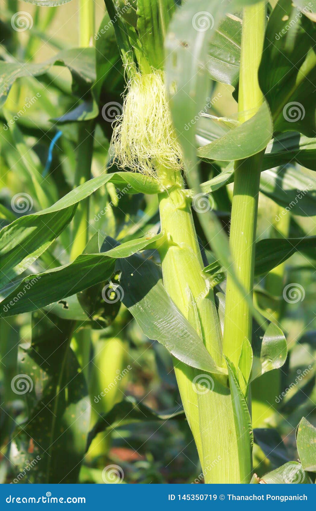 Corn in the Field during Maturation. Growing Young Corn Stock Image ...