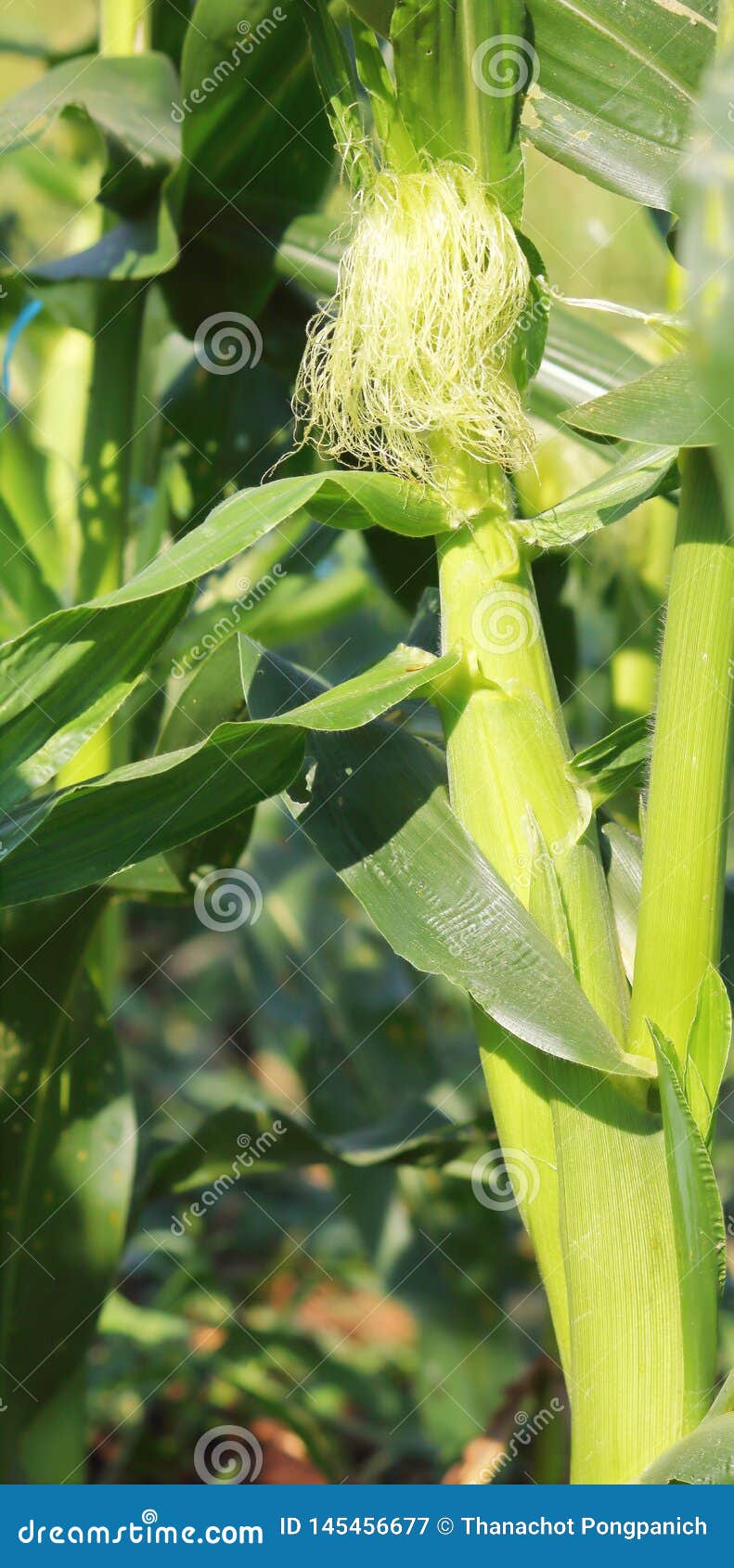 Corn in the Field during Maturation. Growing Young Corn Stock Image ...